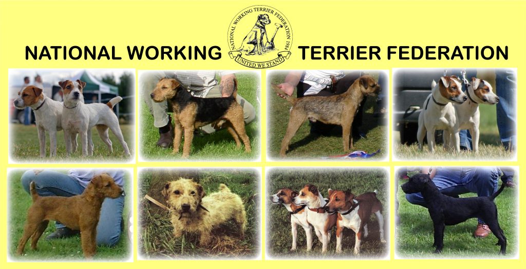Home - Terrier Work National Working Terrier Federation.
