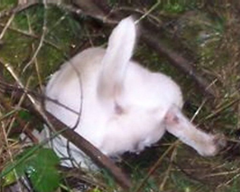 Tail Docking - Terrier Work - The National Working Terrier Federation.